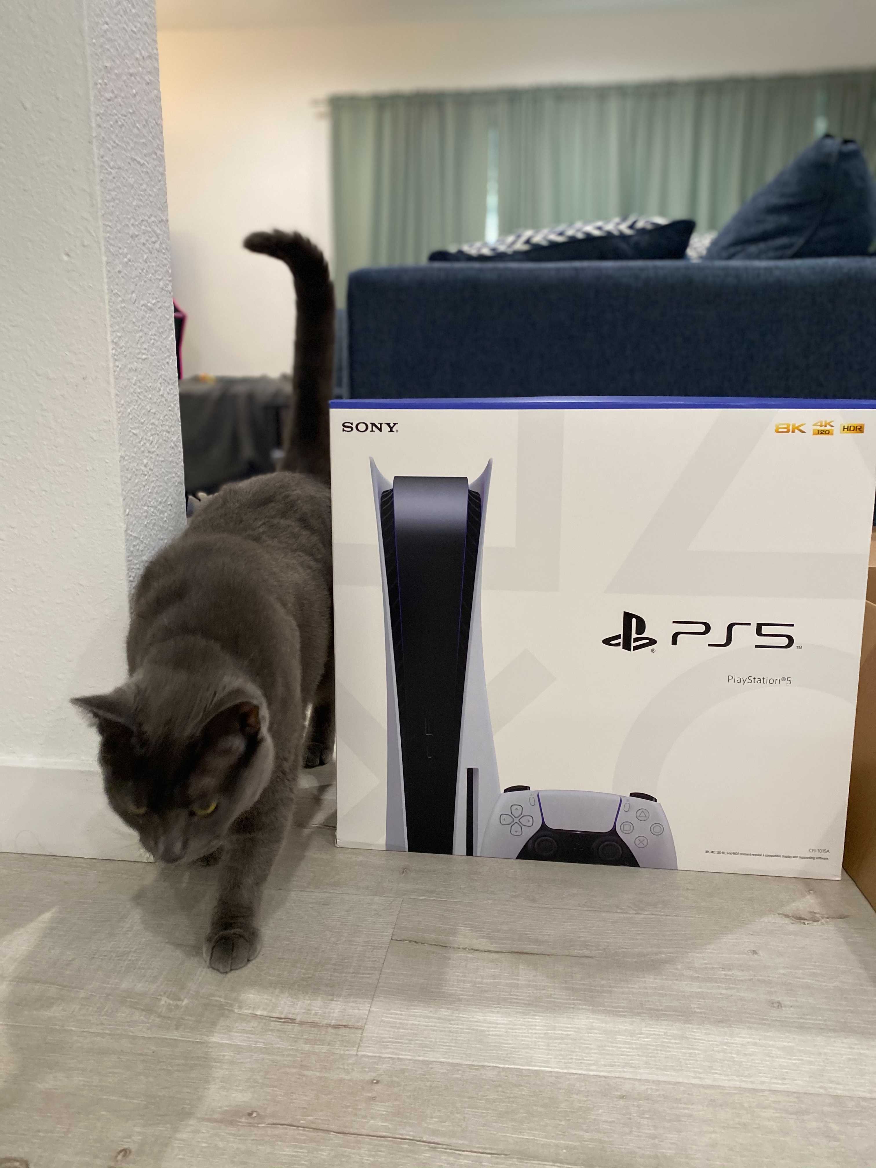 IGN on X The PS5 a next gen console and Bruce a cat https t M47gDS0ZK9 X