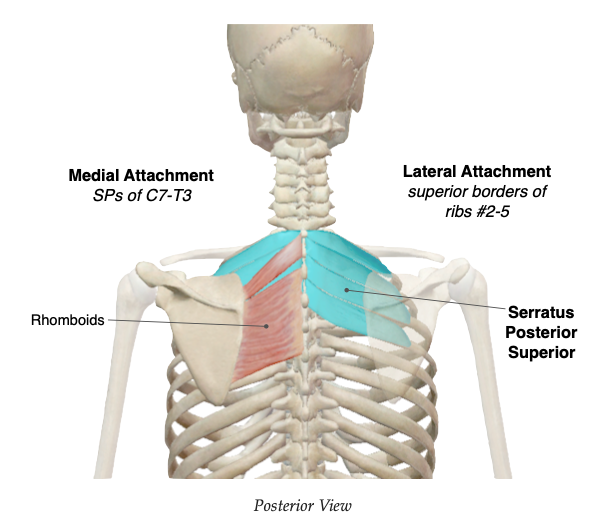 Serratus Posterior Superior Origin And Insertion