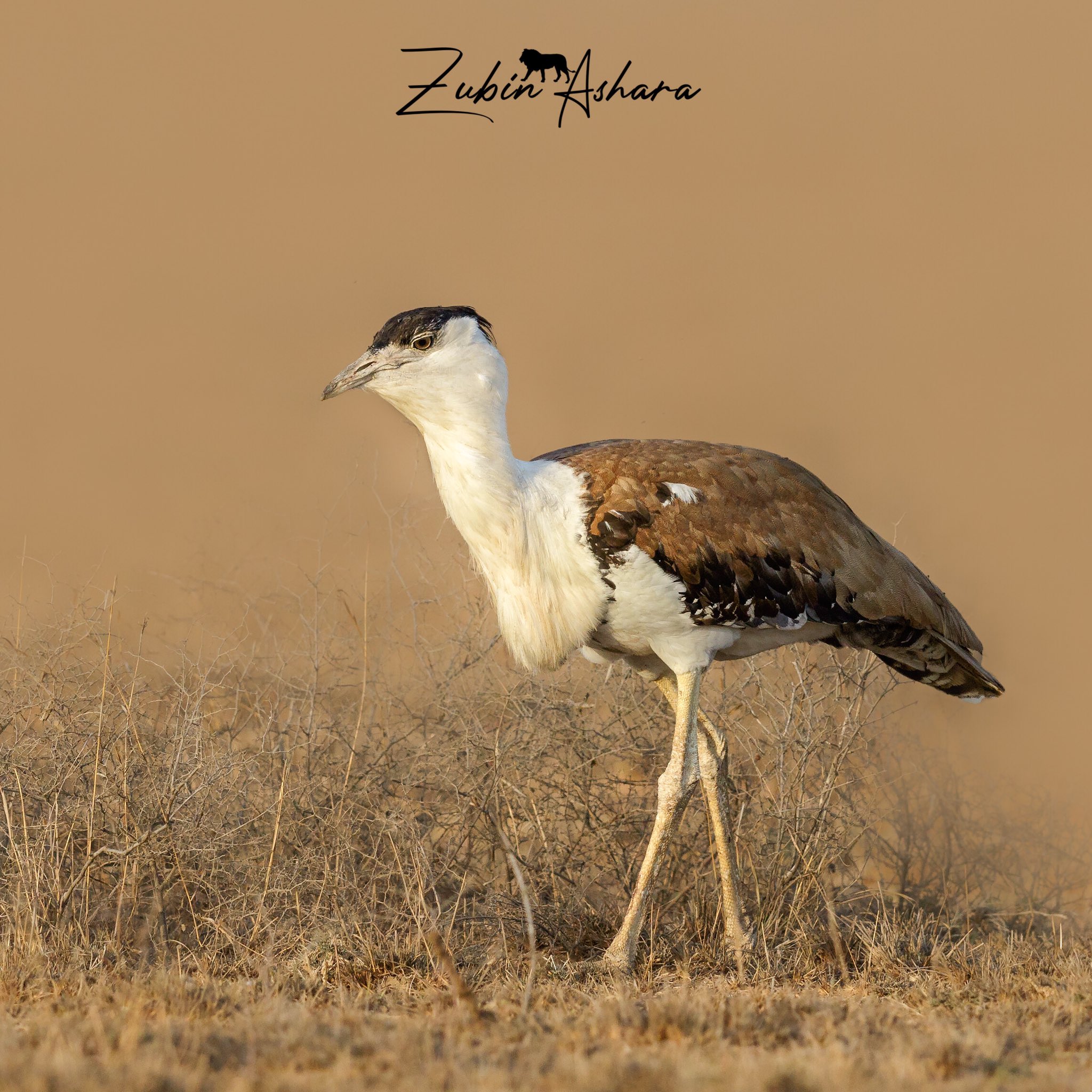 Great Indian Bustard