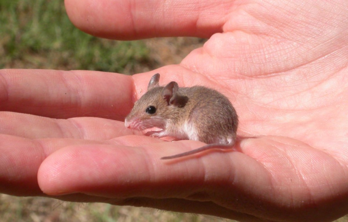 African Pygmy Mouse