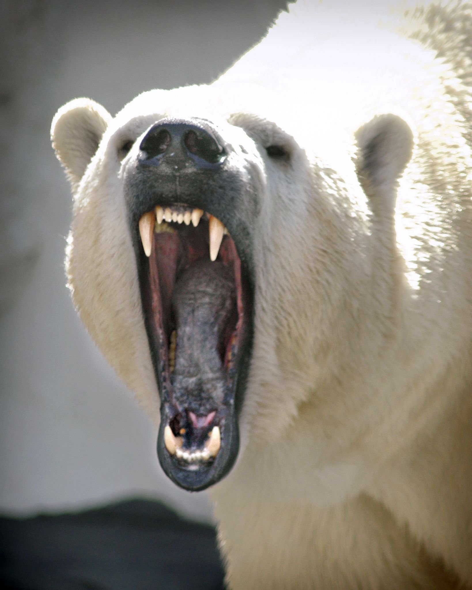Polar Bear Angry