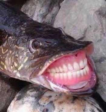 Smiling Fish With Teeth
