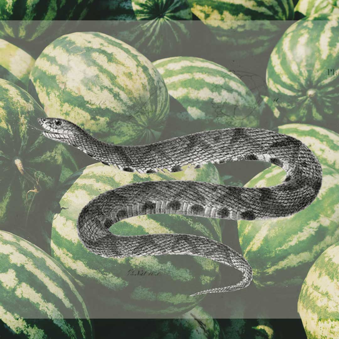 Do Snakes Smell Like Watermelon