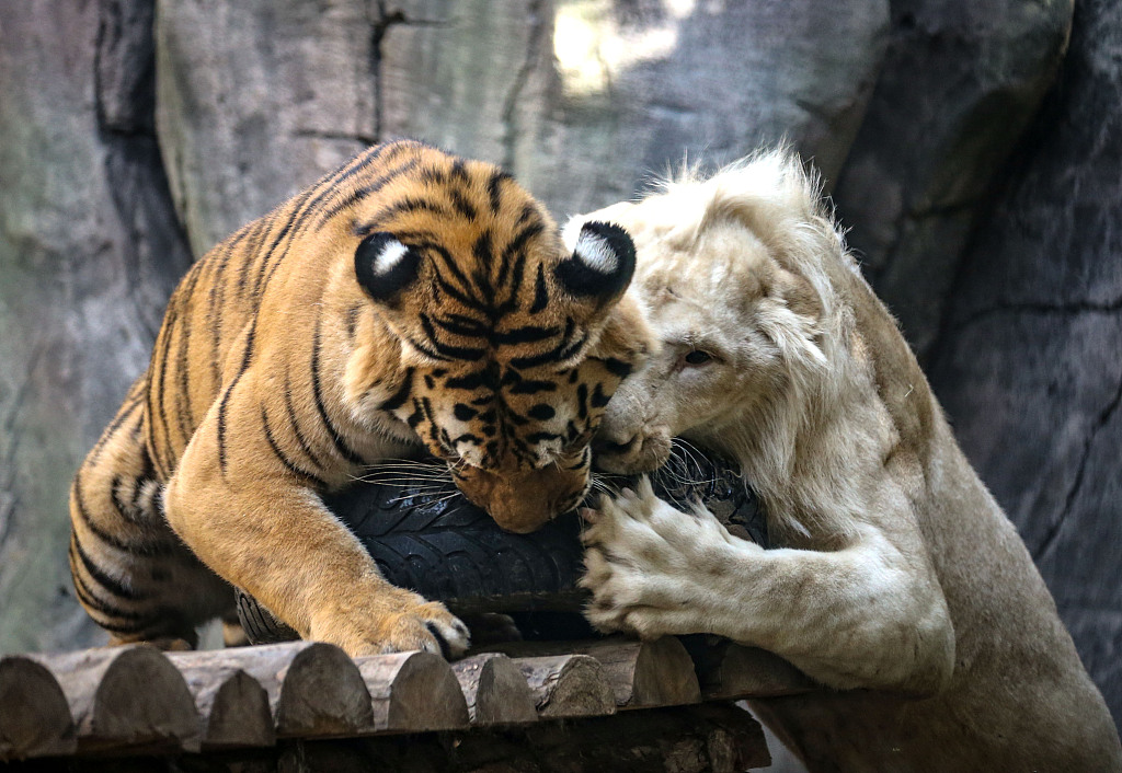 Tiger And Lion Friends