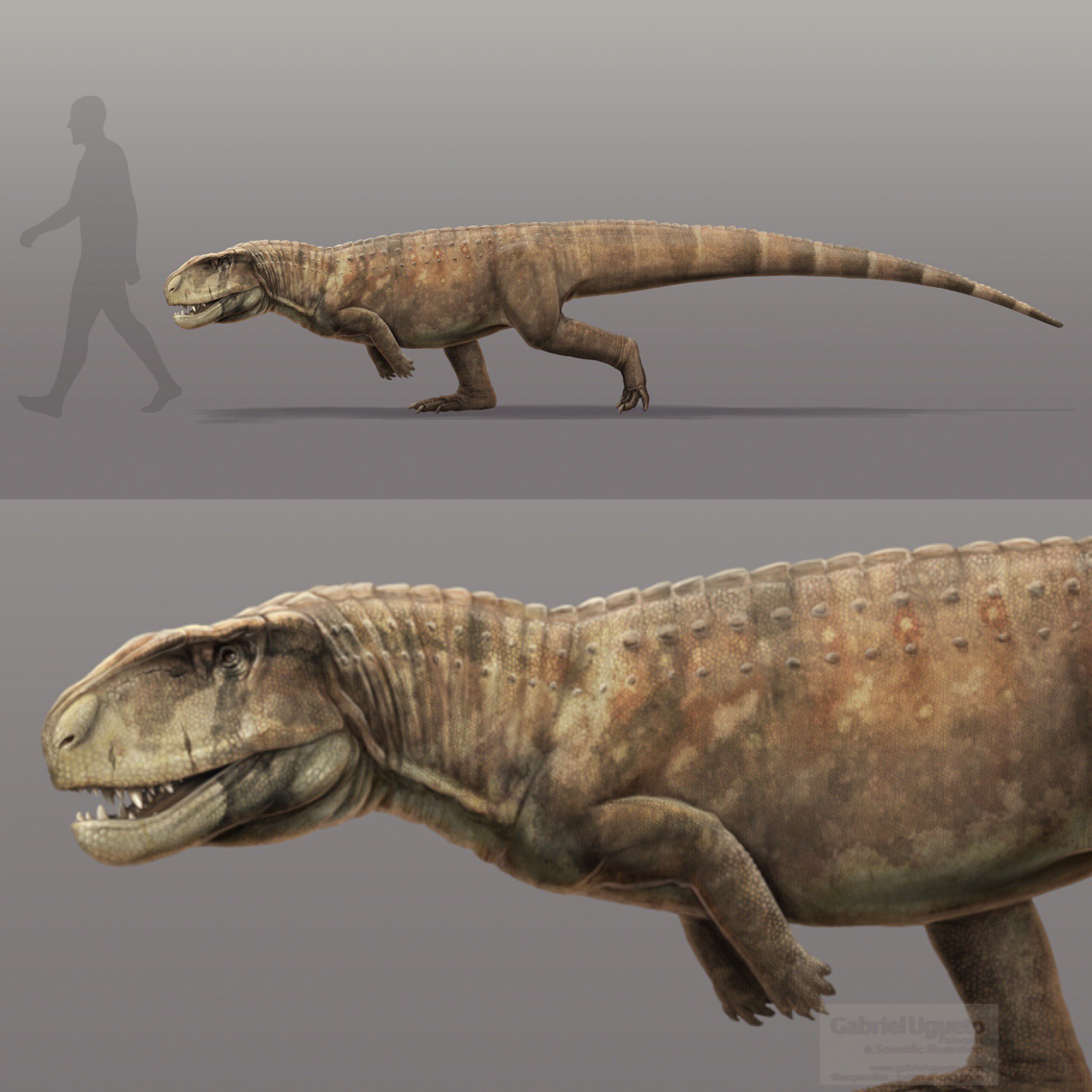 Postosuchus Skeleton