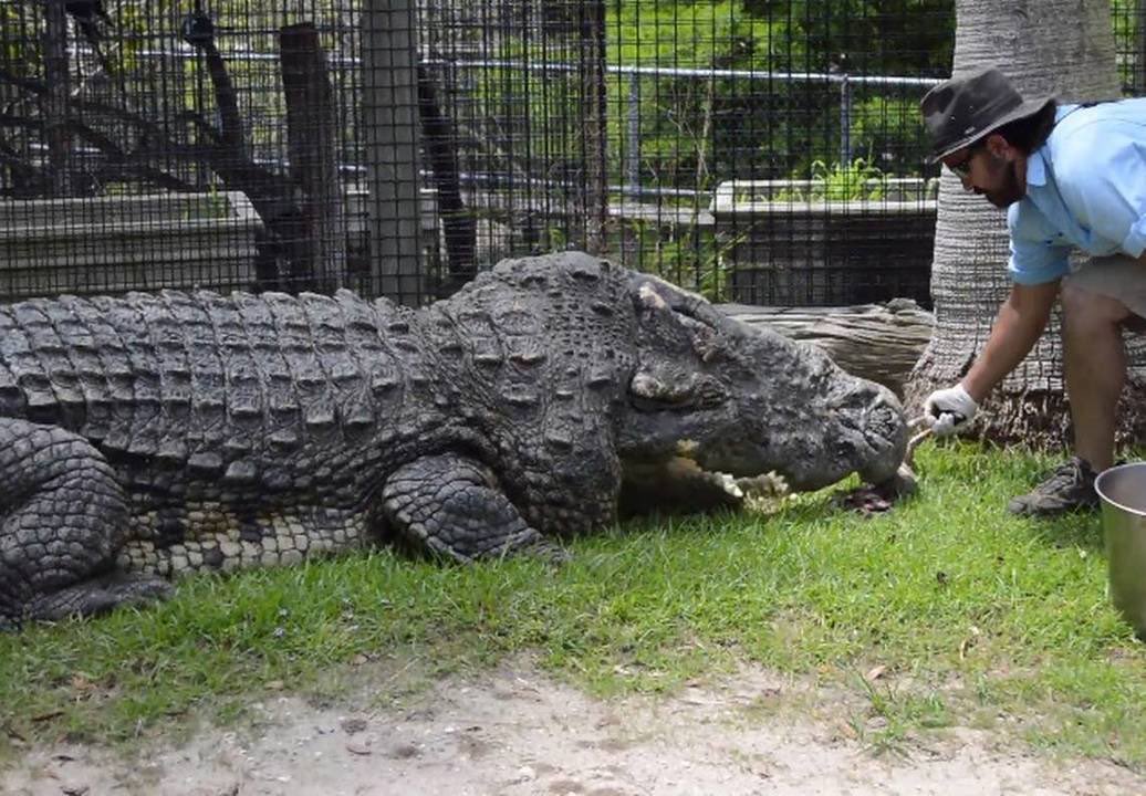 Utan Crocodile Alligator Adventure