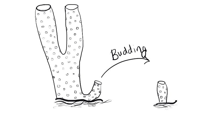 Sponge Budding