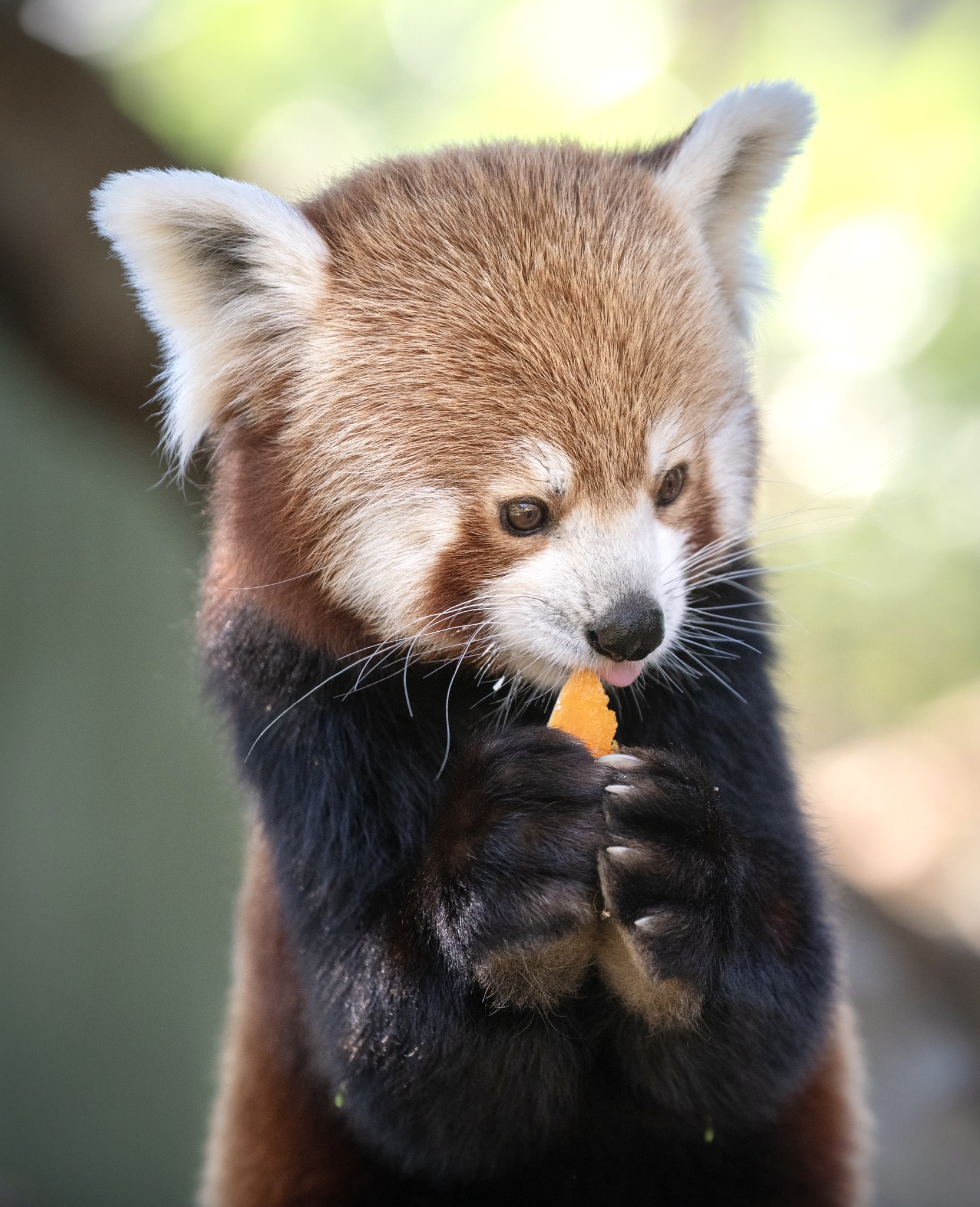 Laughing Red Panda