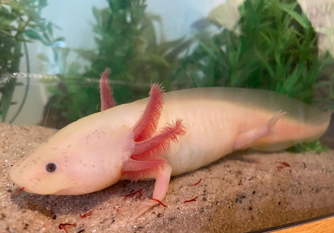 Axolotl of the day @Axolotl_Off Timeline, The Visualized Twitter ...