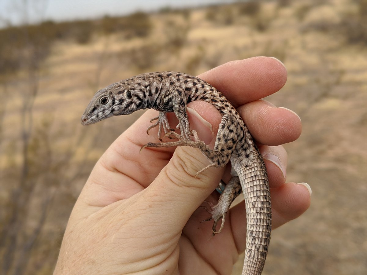 Western Whiptail Lizard