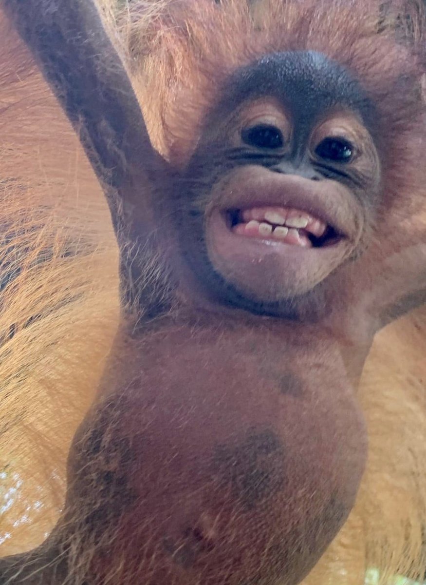 Orangutan Smiling Teeth