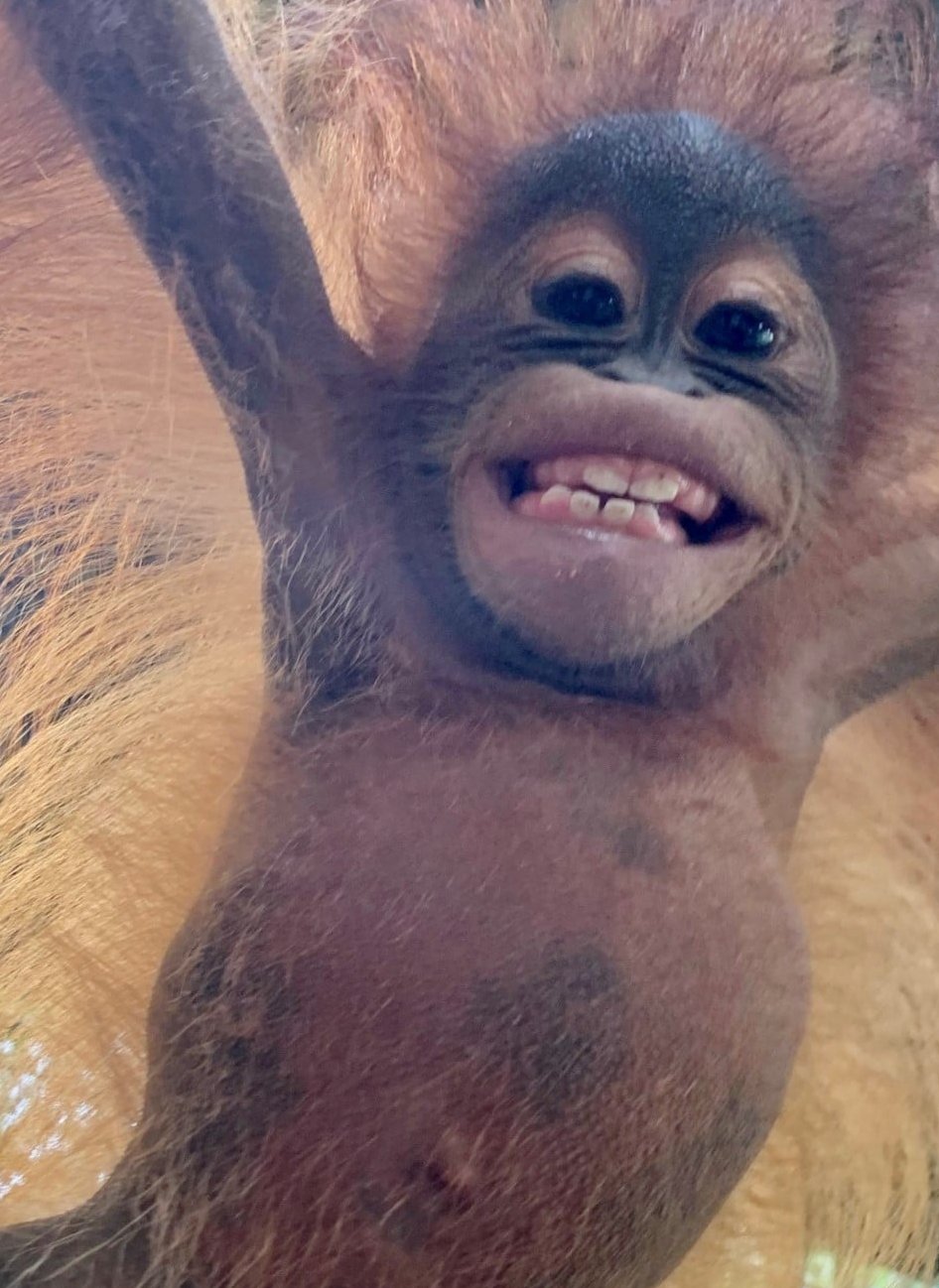 Orangutan Teeth