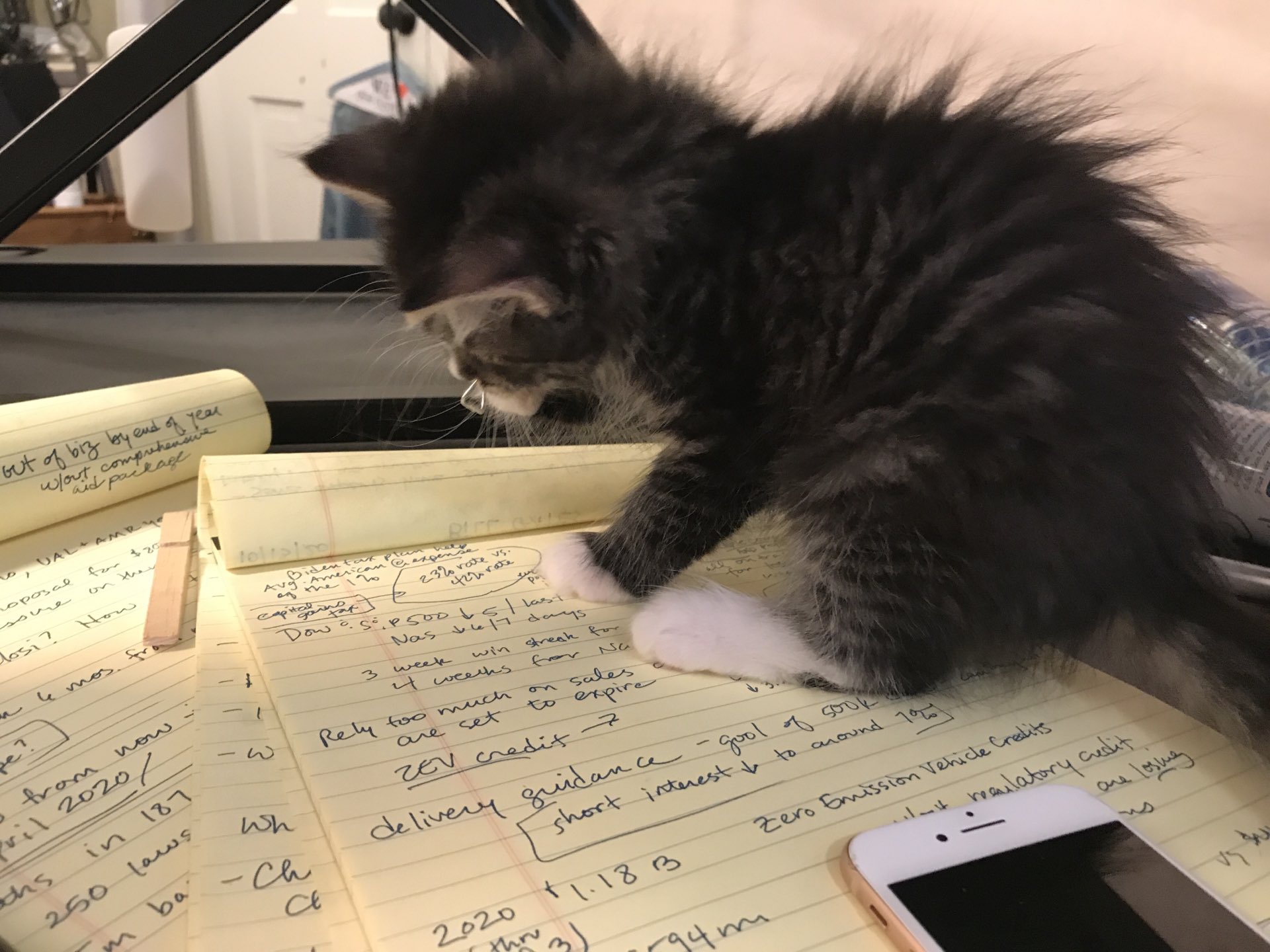 Kitten Writing