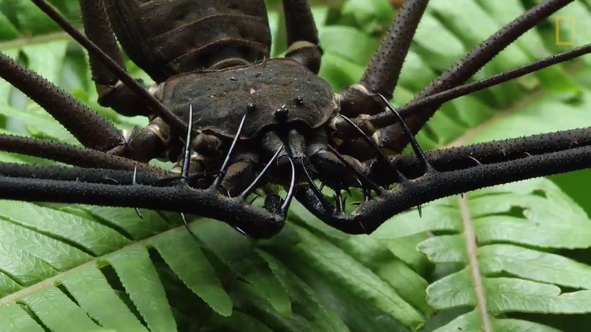 How do whip spiders find their way back home? National Geographic @natgeo