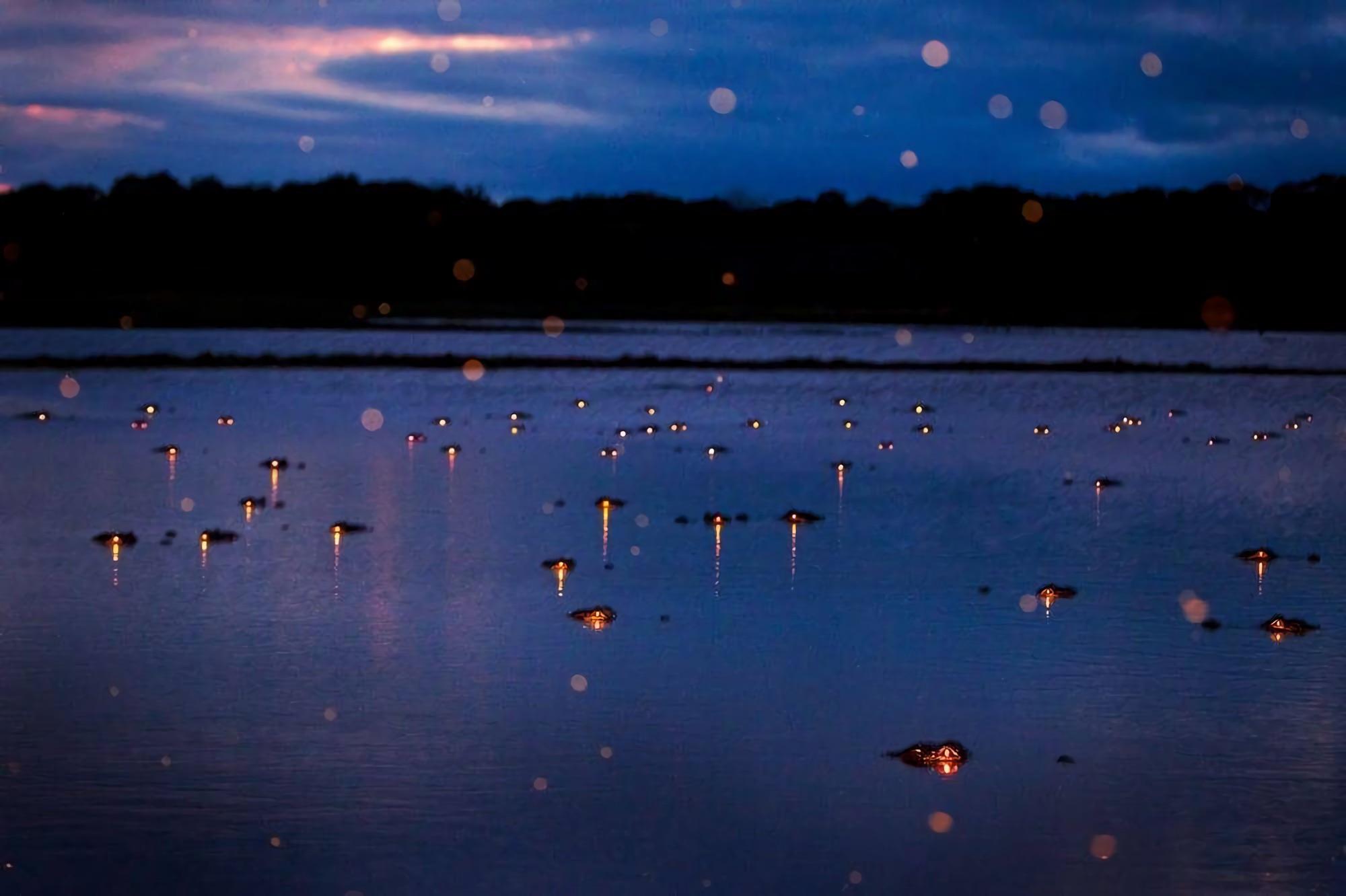 Alligator Eyes At Night