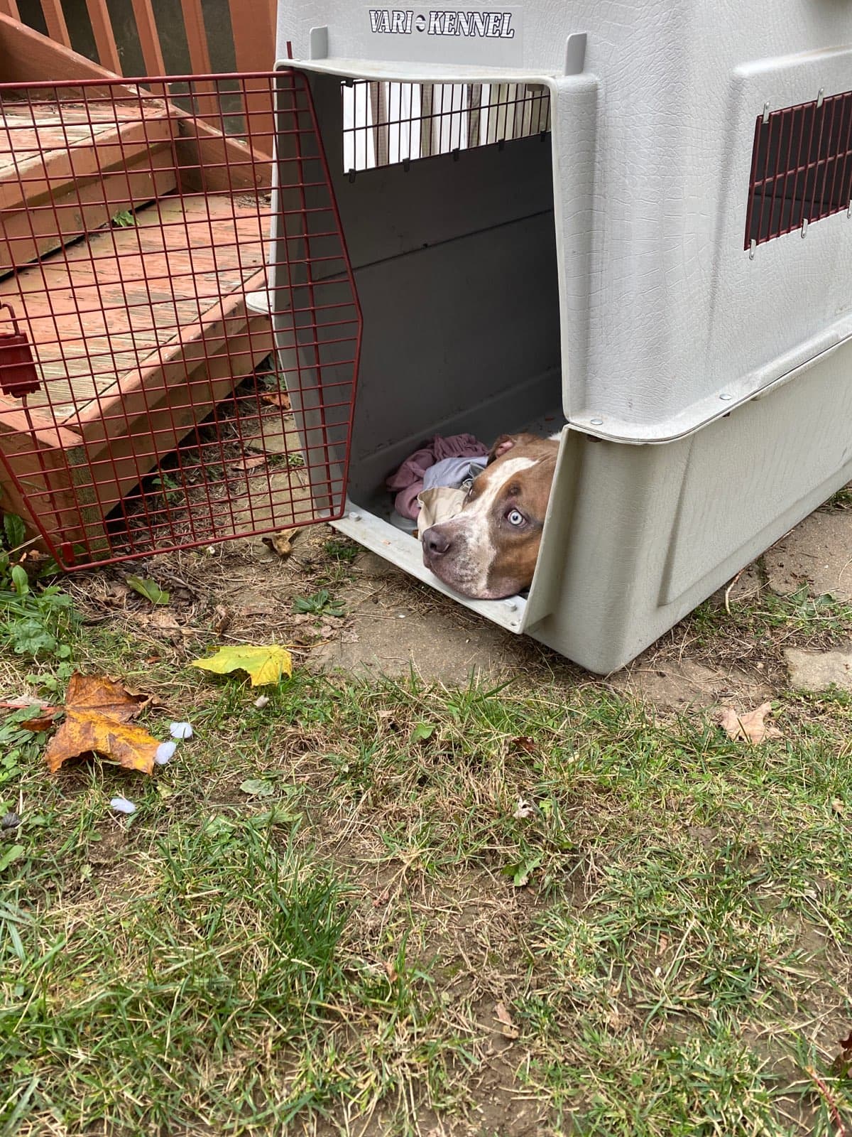 Pound Hounds ResQ on Twitter: "Oh MULLET! It will be ok. Just come out ...