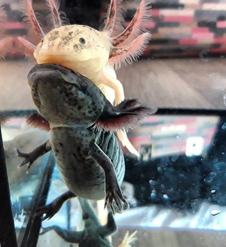 Axolotl of the day @Axolotl_Off Timeline, The Visualized Twitter ...