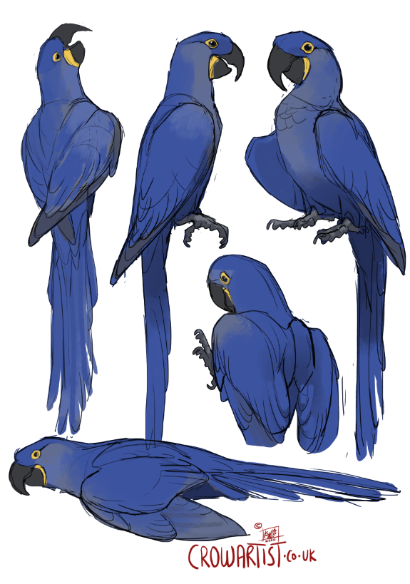 Hyacinth Macaw Drawing