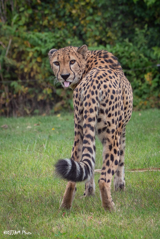 Muscular Cheetah