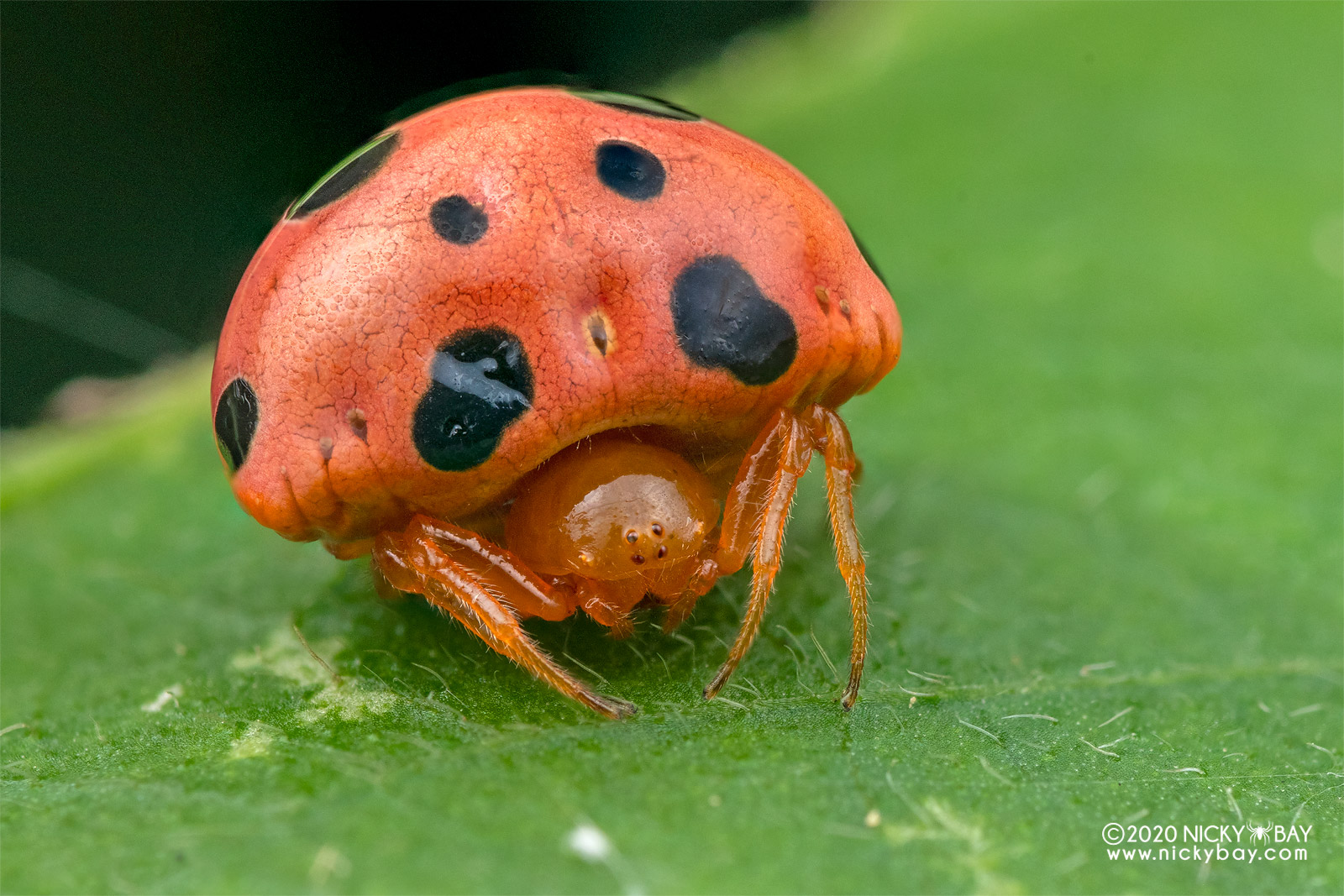 Ladybird Mimic Spider