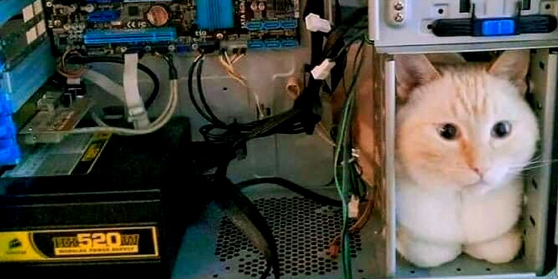 Cat Inside Computer