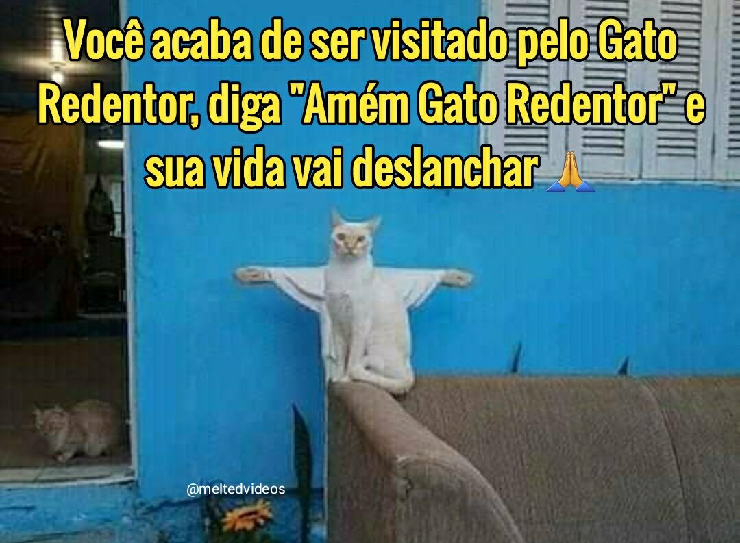 Amem Gato 100+ Ideas De Gatos Graciosos | Gatos, Gatos Graciosos,