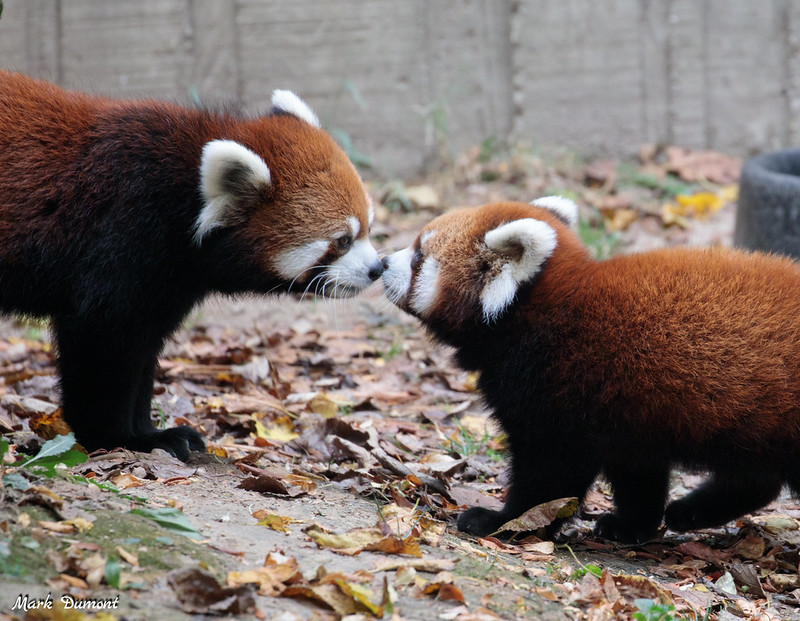 Red Pandas In Love