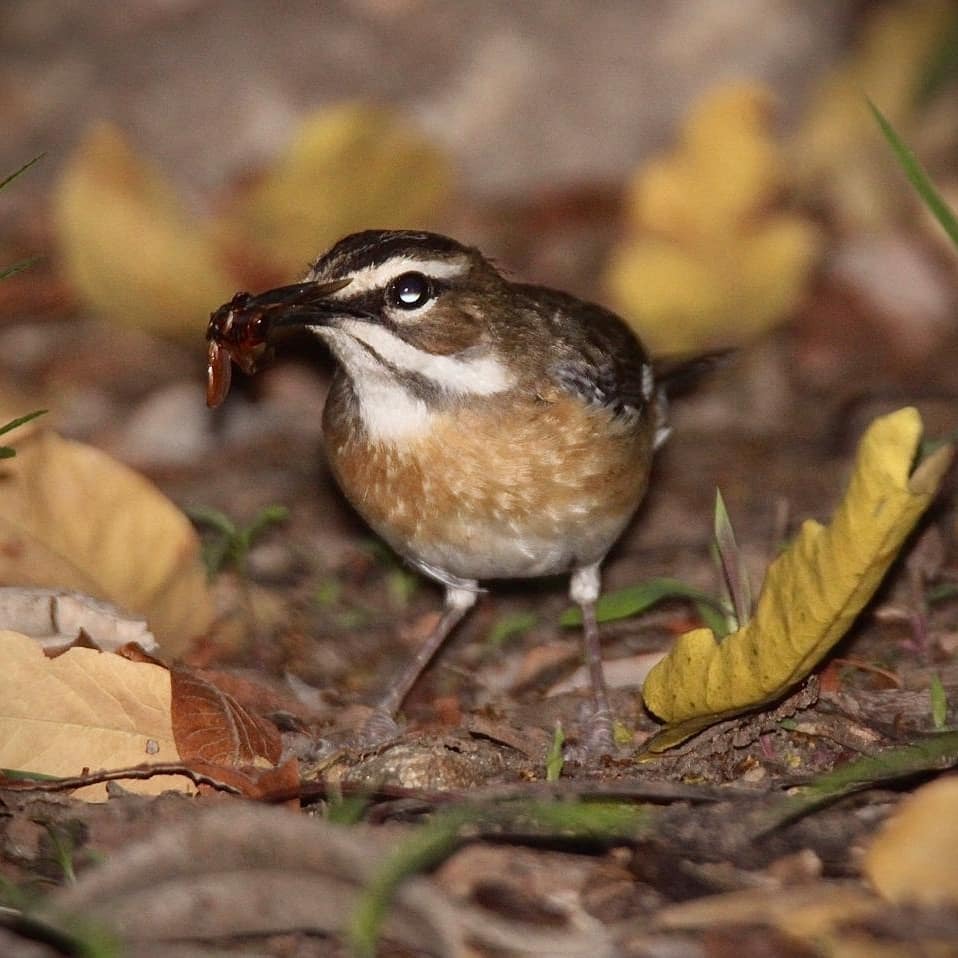 Living with Vervets - Public Info | Vervet Monkey Foundation