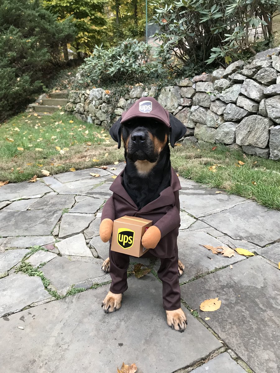 Lab Puppies In Halloween Costumes