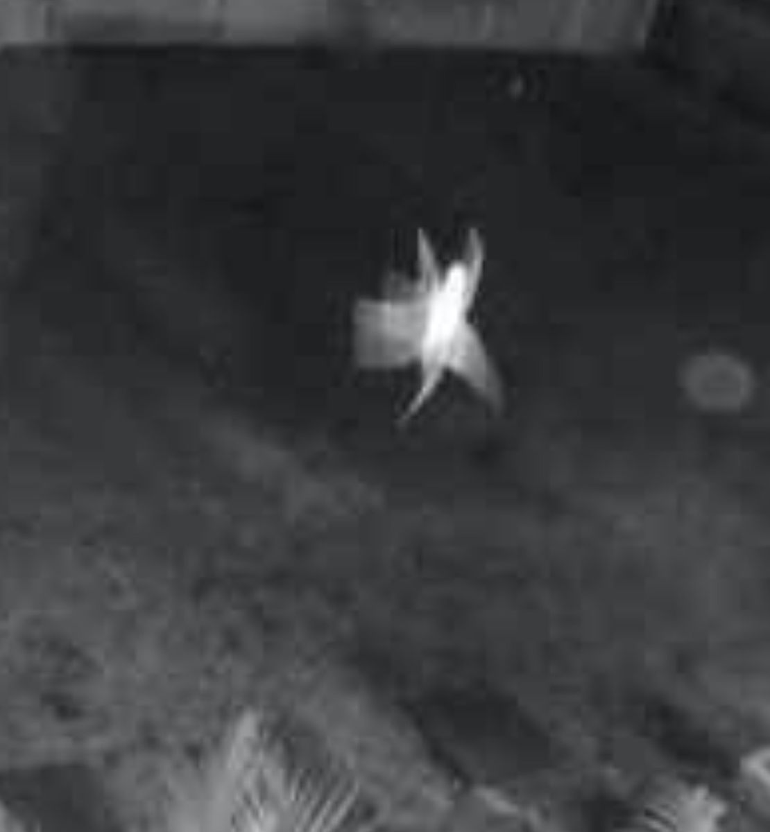 Real Fairies Caught On Camera