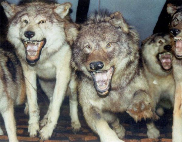 Pack Of Vicious Wolves