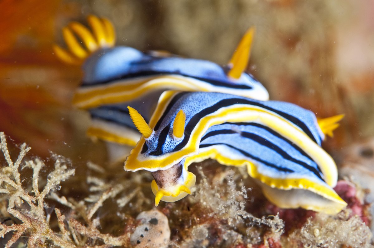 Yellow Sea Slug