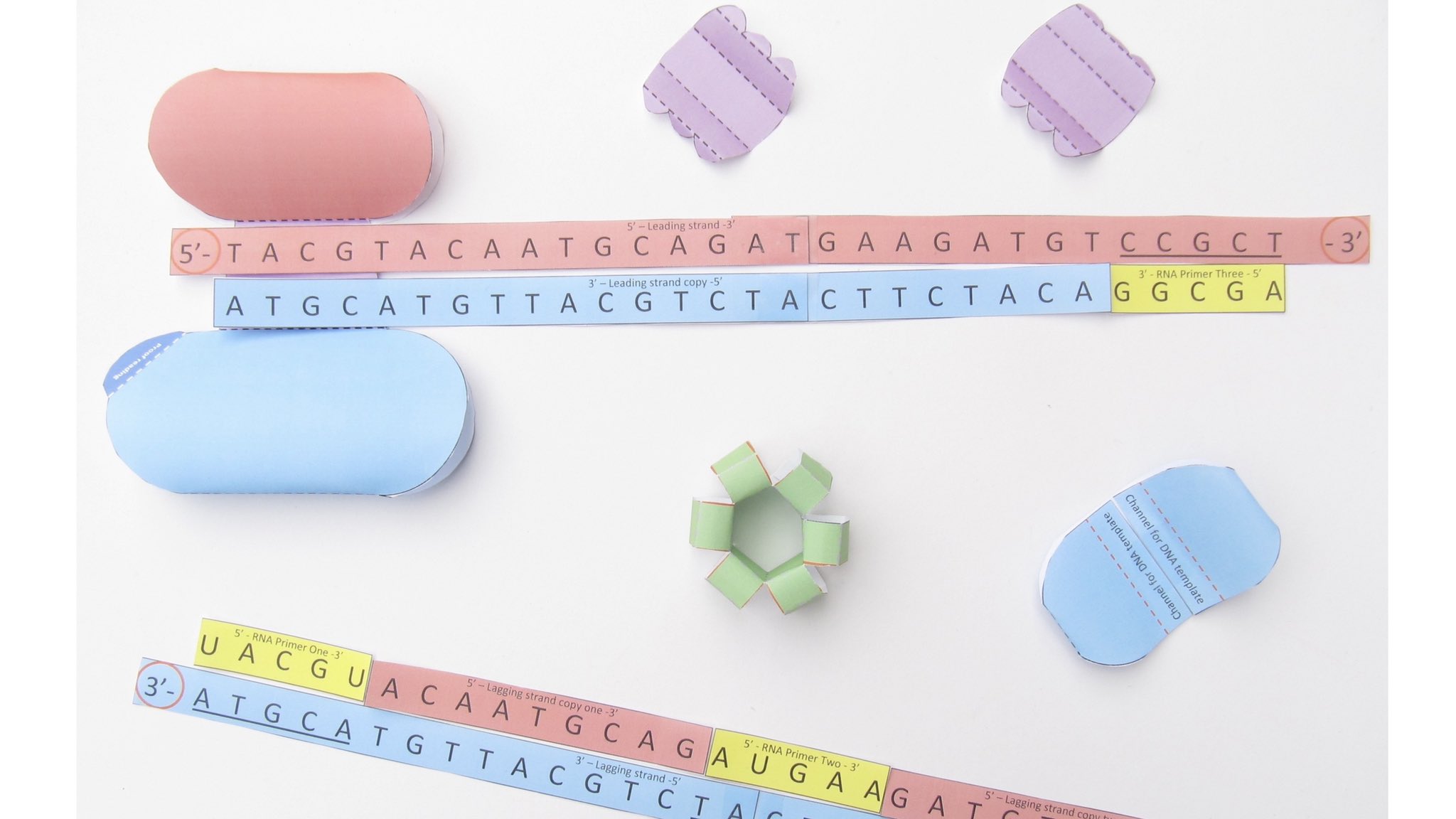 Dna Replication Paper Model DNA And Protein Synthesis – Zaine's Blog