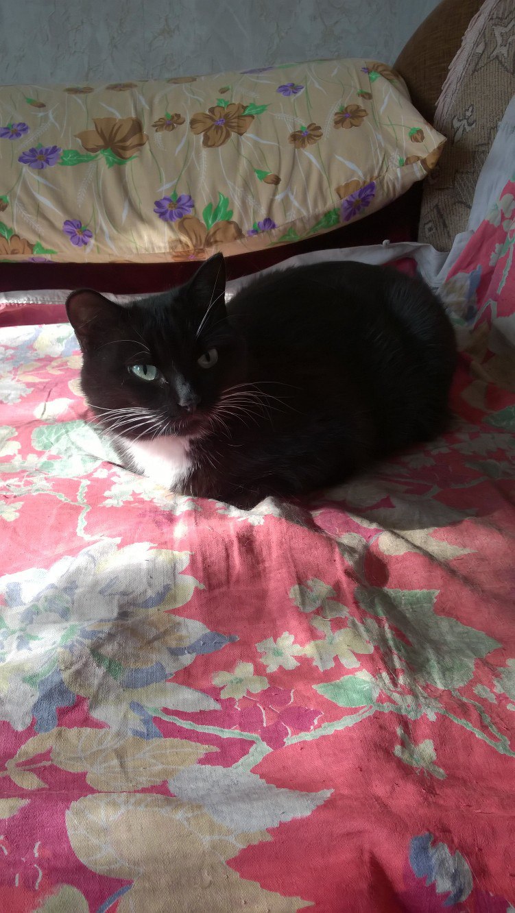 MintCat (@MintCat6) / Twitter