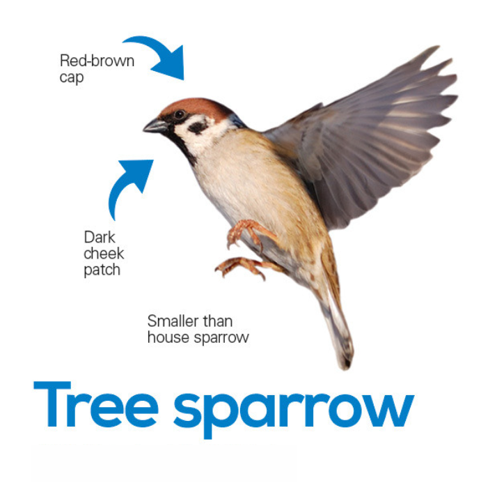 Sparrow Diagram