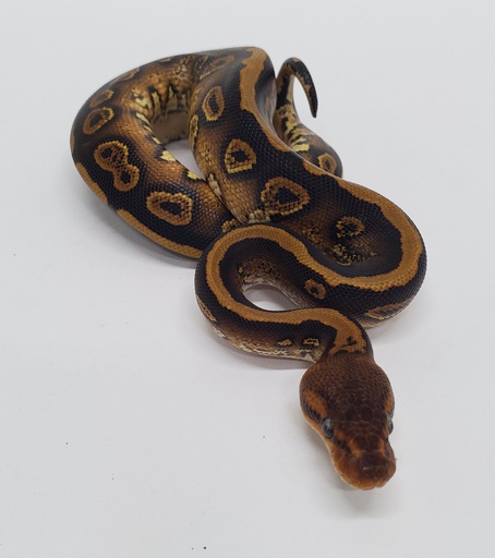 Mahogany Ball Python Morphs