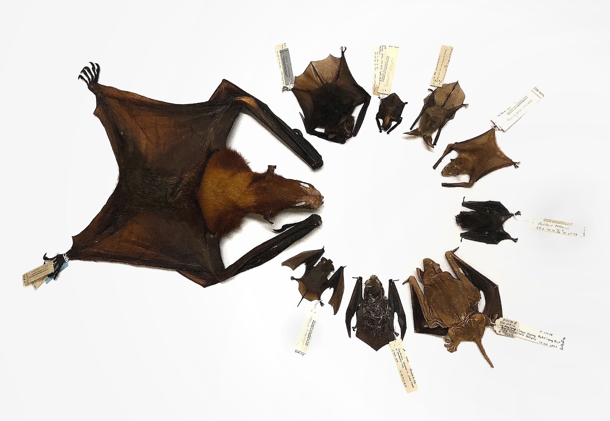 Long Tailed Fruit Bat