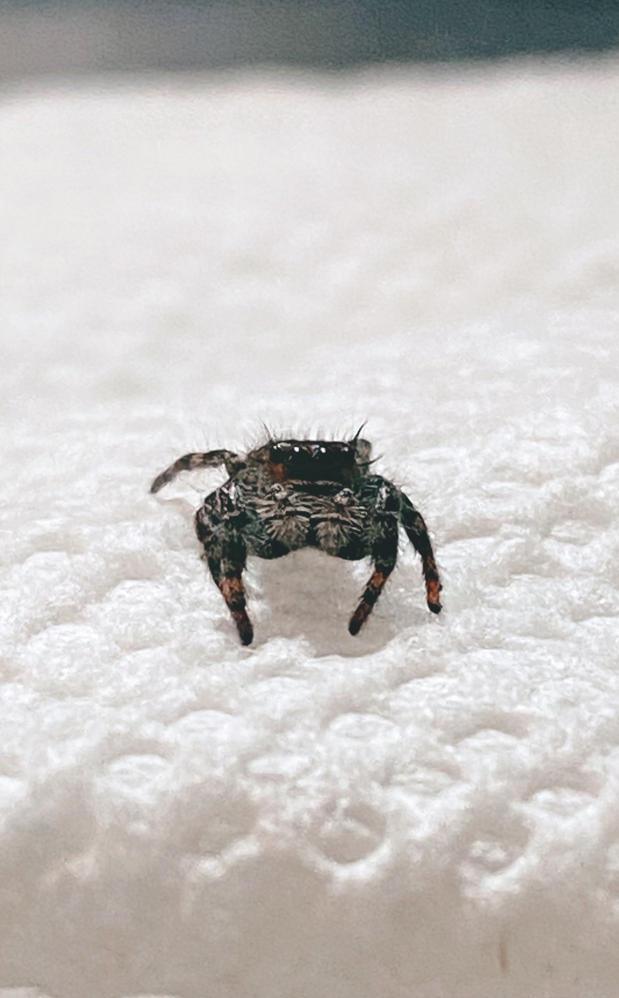 TW Pornstars - 2 pic. Laika. Twitter. TW: spiders! 🕷 so here’s my two ...