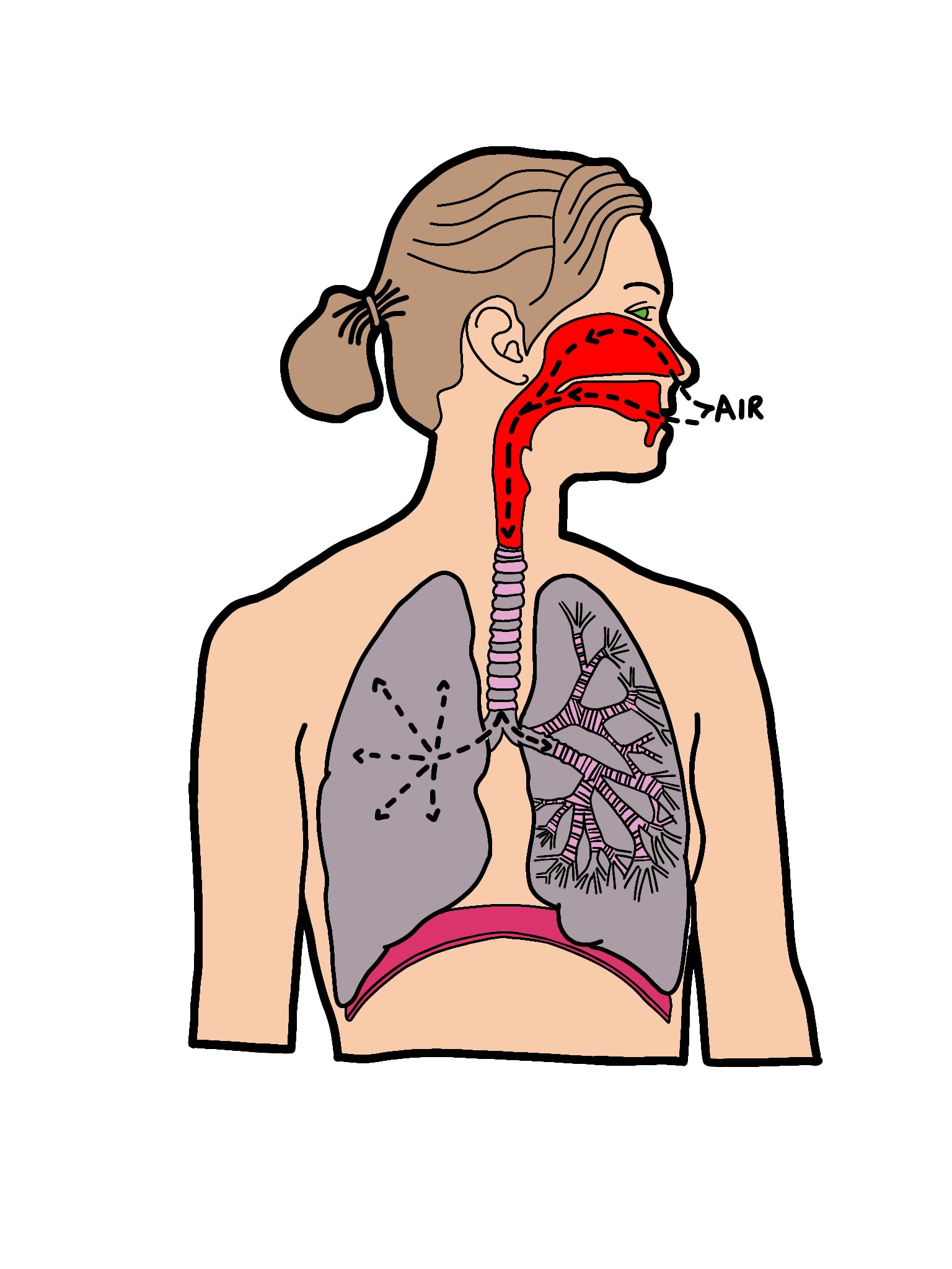 Simple Respiratory System No Labels