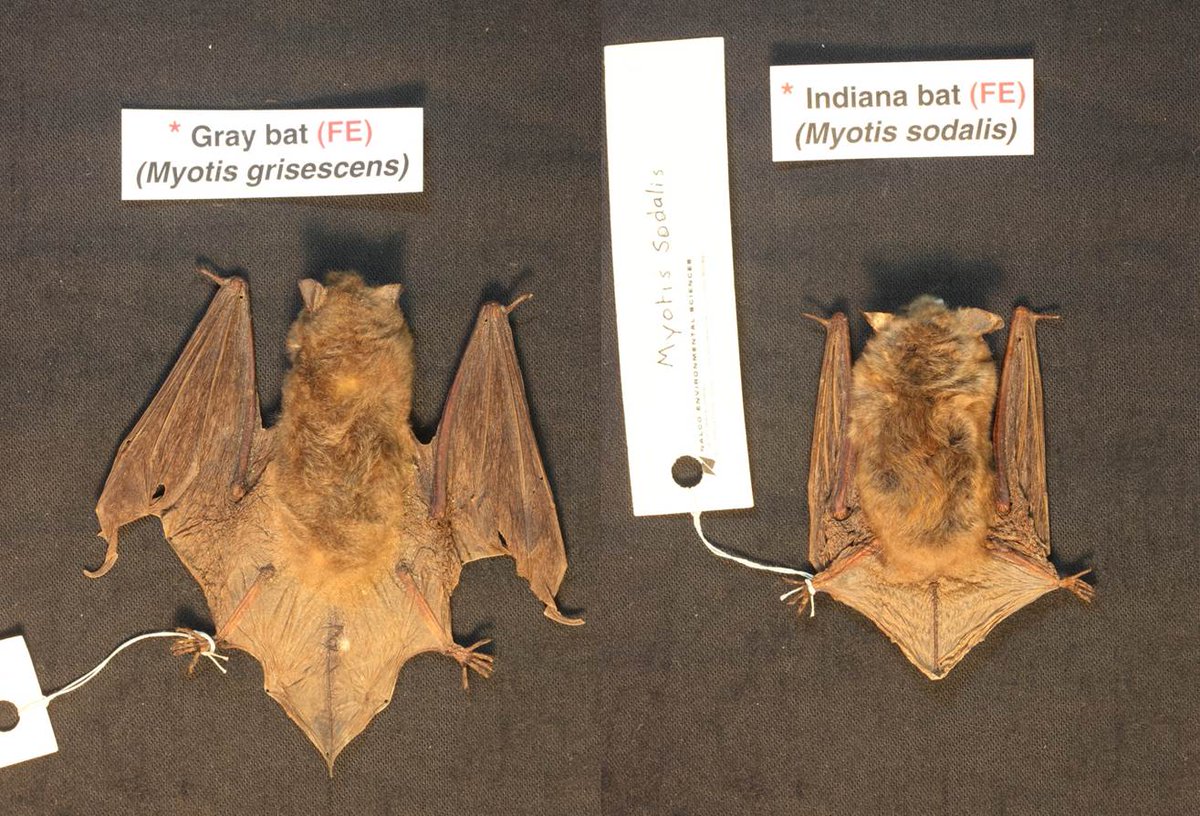 Myotis Sodalis Identification