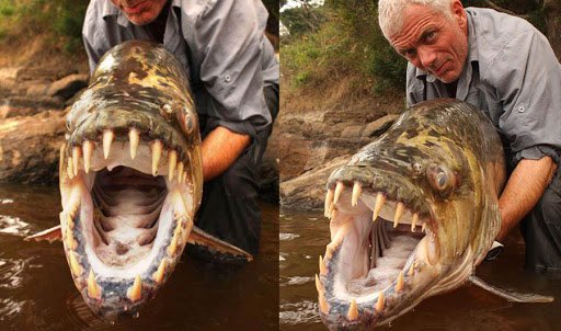 Goliath Fish River Monsters