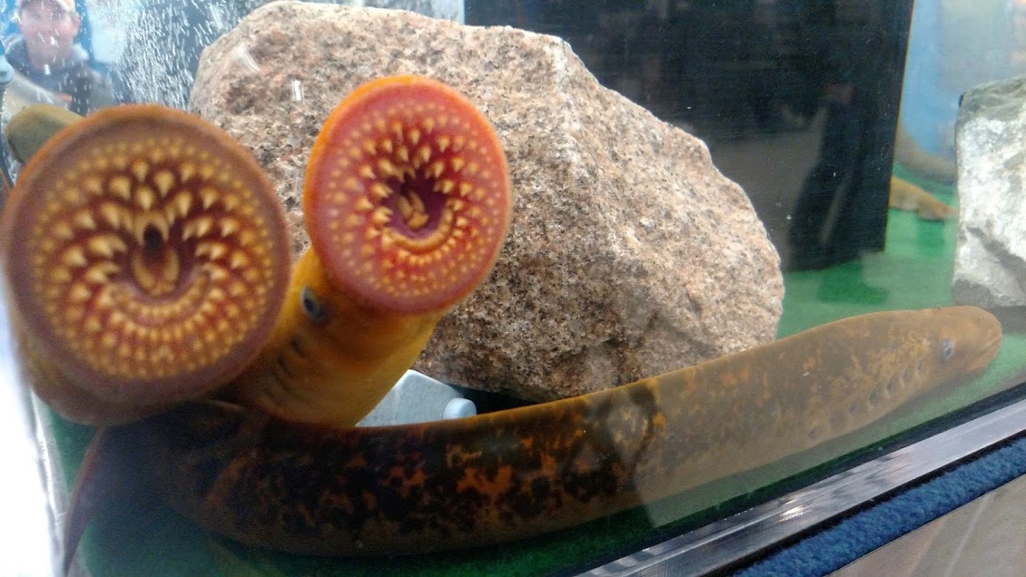 Giant Sea Lamprey