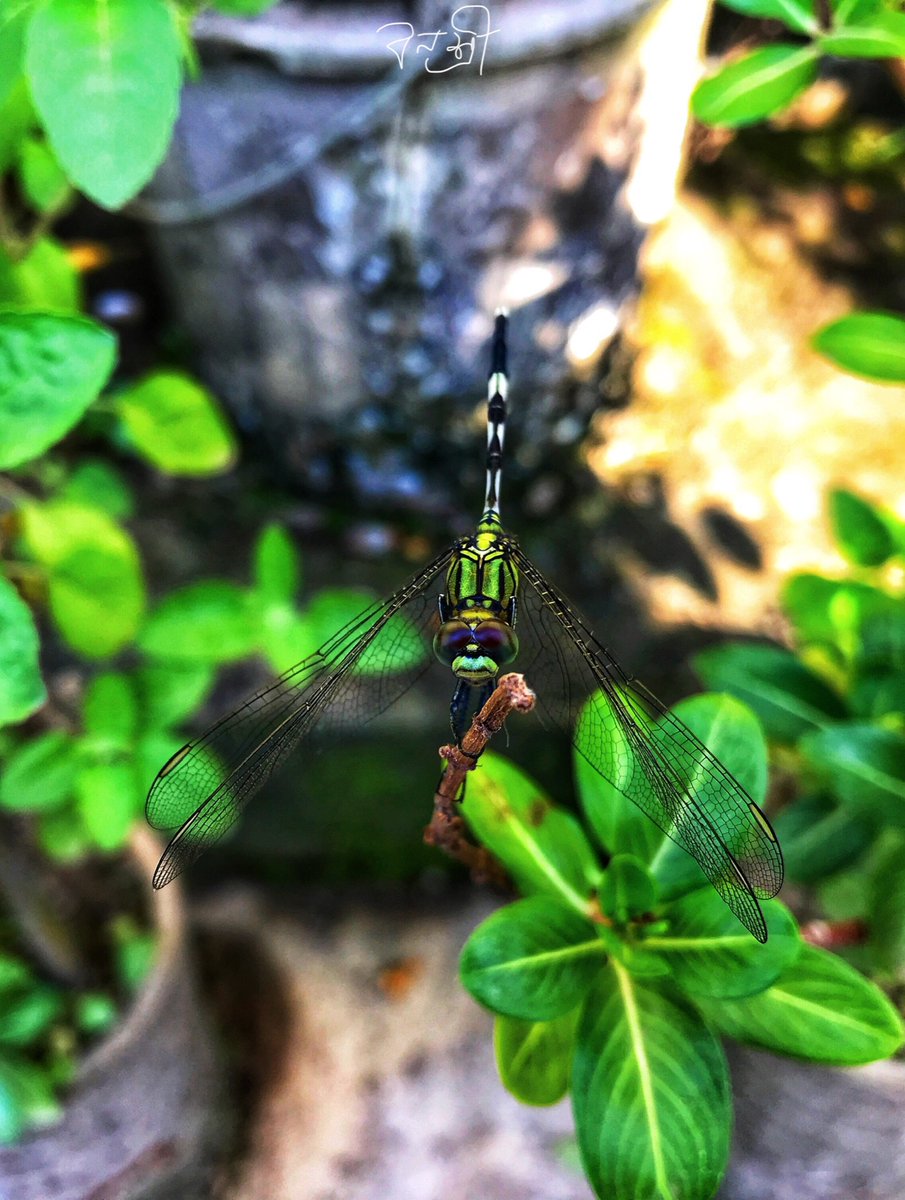 Banasree Roy (@BanasreeBithee) | Twitter