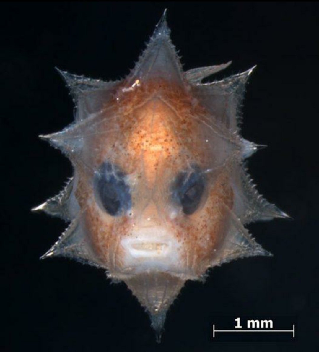 Baby Sunfish