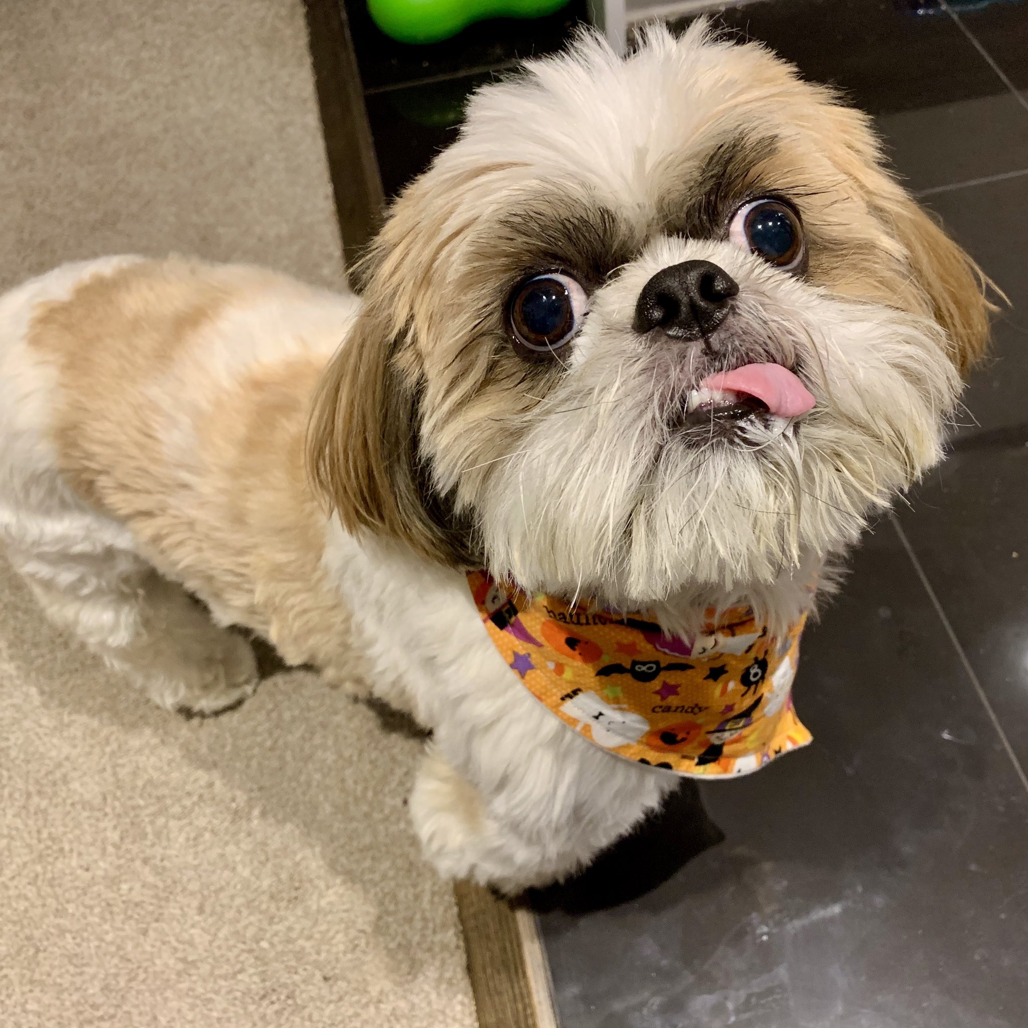 Do All Shih Tzus Have An Underbite
