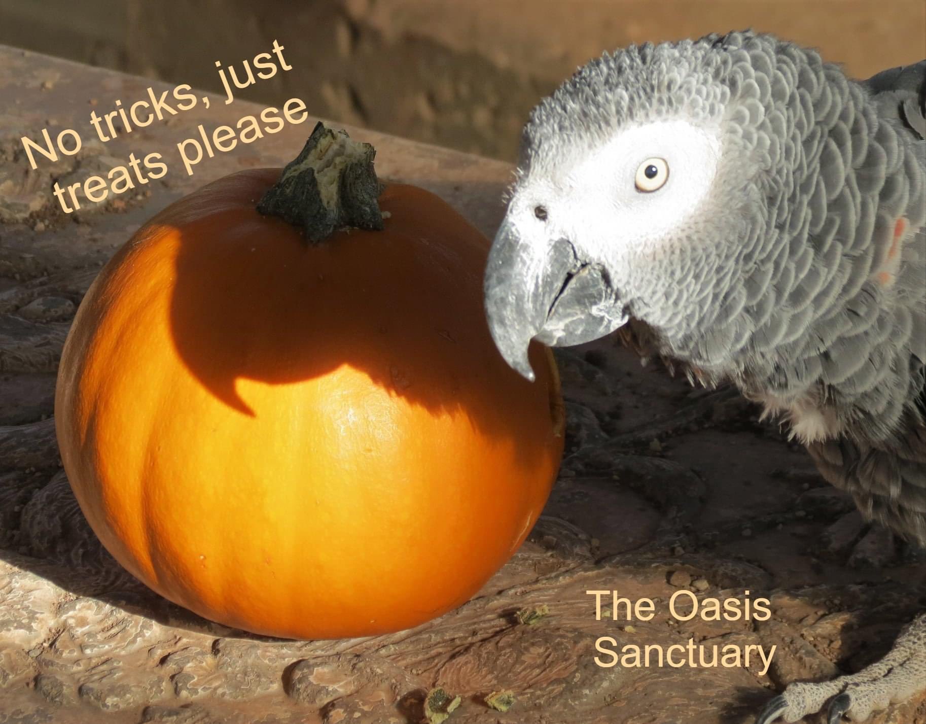 The Oasis Sanctuary