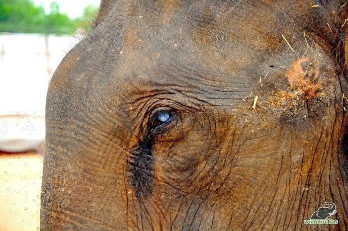 Elephant Eyes
