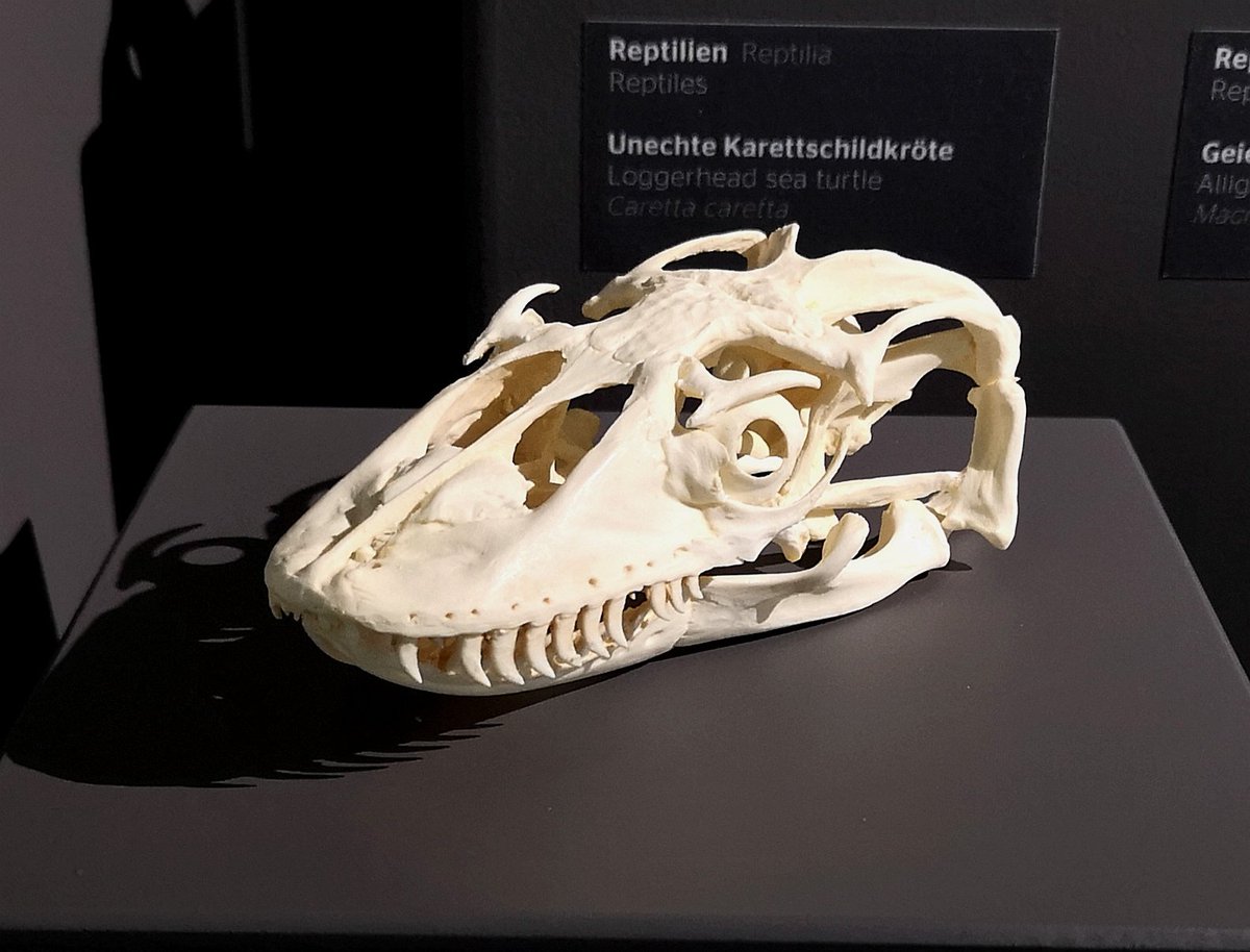 Komodo Dragon Skull