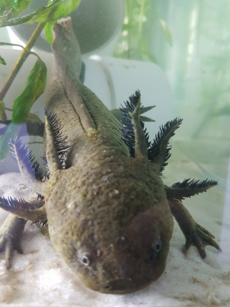 Axolotl of the day @Axolotl_Off Timeline, The Visualized Twitter ...