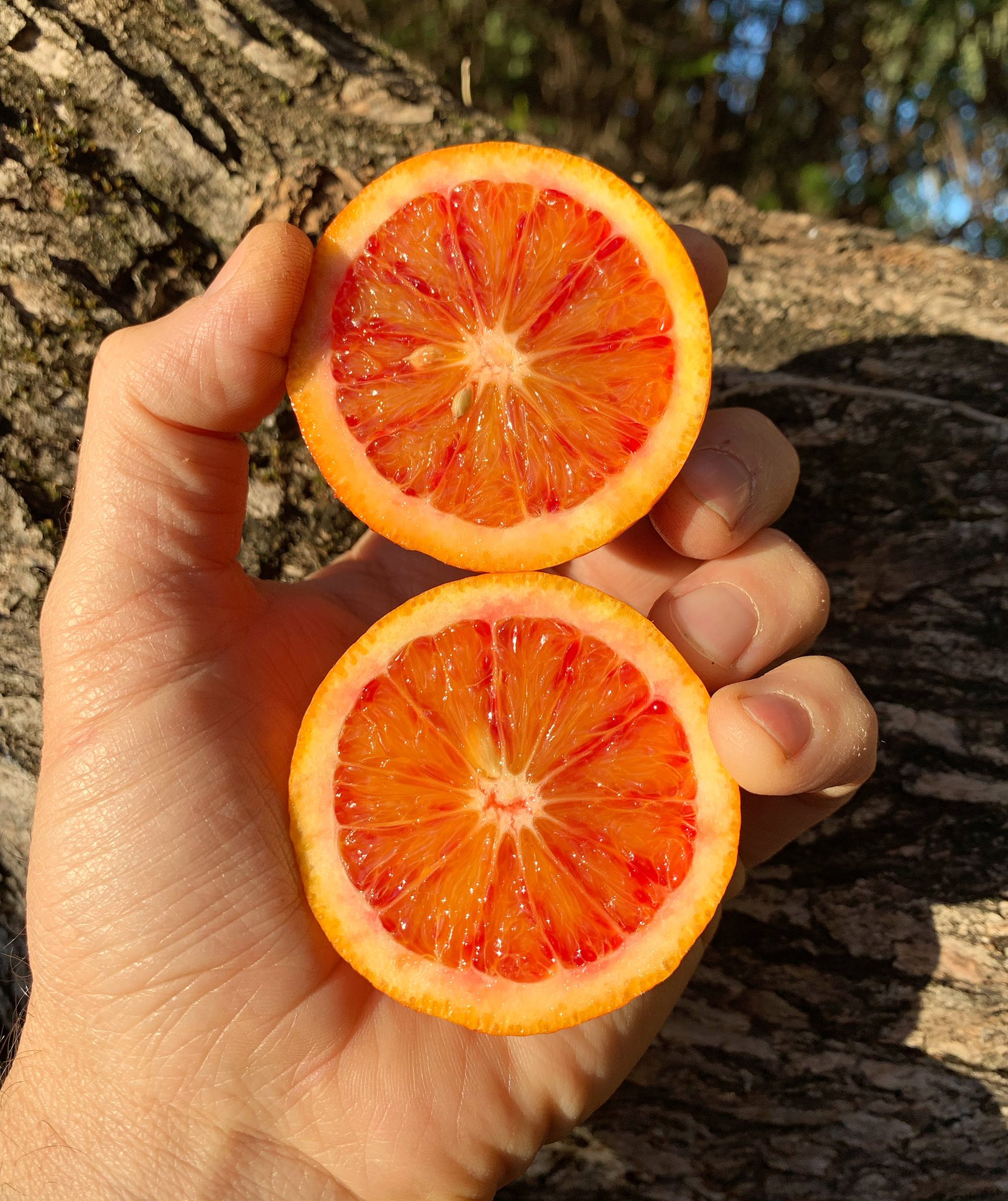 Blood Oranges In Spanish